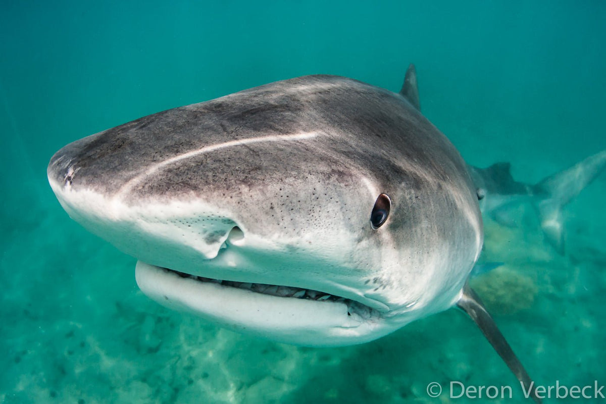 The Story of the Tiger Shark, Mahi Mahi Carcass & The Freediver