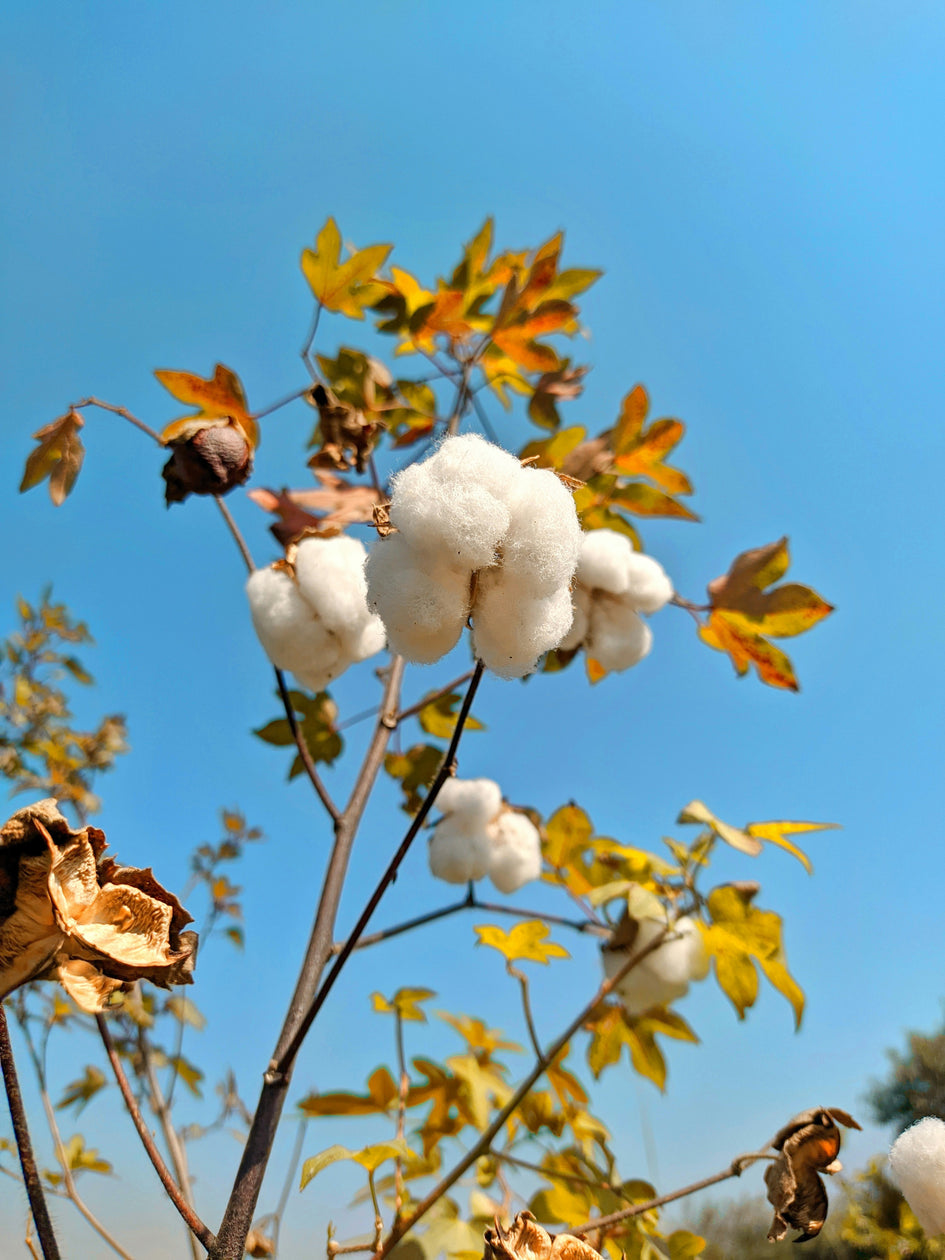 Organic Cotton vs Conventional Cotton: A Quick Comparison